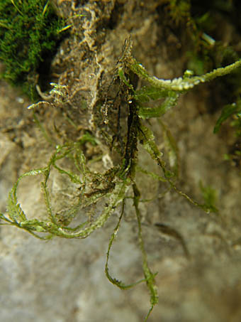 リボンゴケ Neckeropsis nitidula ヒラゴケ科 Neckeraceae リボンゴケ属 三河の植物観察