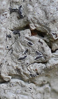 コモジゴケ Graphis intricata モジゴケ科 Graphidaceae モジゴケ属 三河の野草