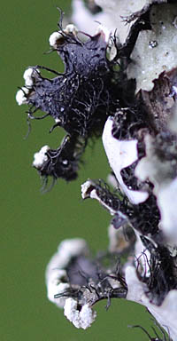 オオマツゲゴケ Rimelia clavulifera ウメノキゴケ科 Parmeliaceae マツゲゴケ属 三河の野草