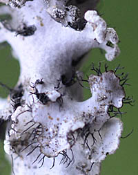 オオマツゲゴケ Rimelia clavulifera ウメノキゴケ科 Parmeliaceae マツゲゴケ属 三河の野草