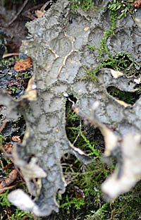 チヂレカブトゴケ Lobaria isidiophora カブトゴケ科 Lobariaceae カブトゴケ属 三河の野草